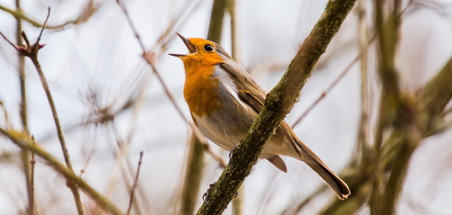 Songbird 1 CROP_Web | Good Nature Travel Blog