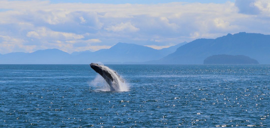 Whale_Navin75_flickr-CROP_Web | Good Nature Travel Blog
