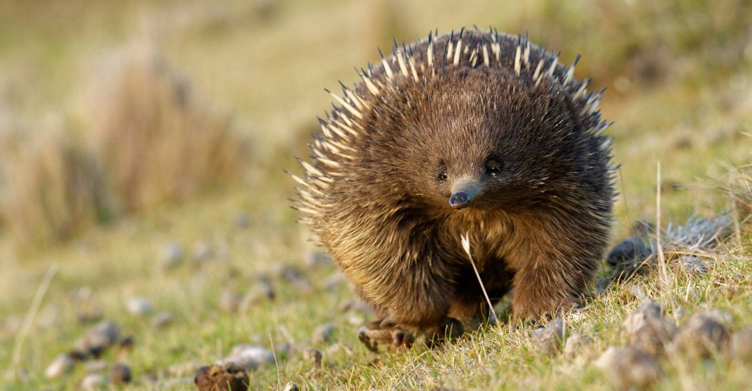 Echidna | Good Nature Travel Blog