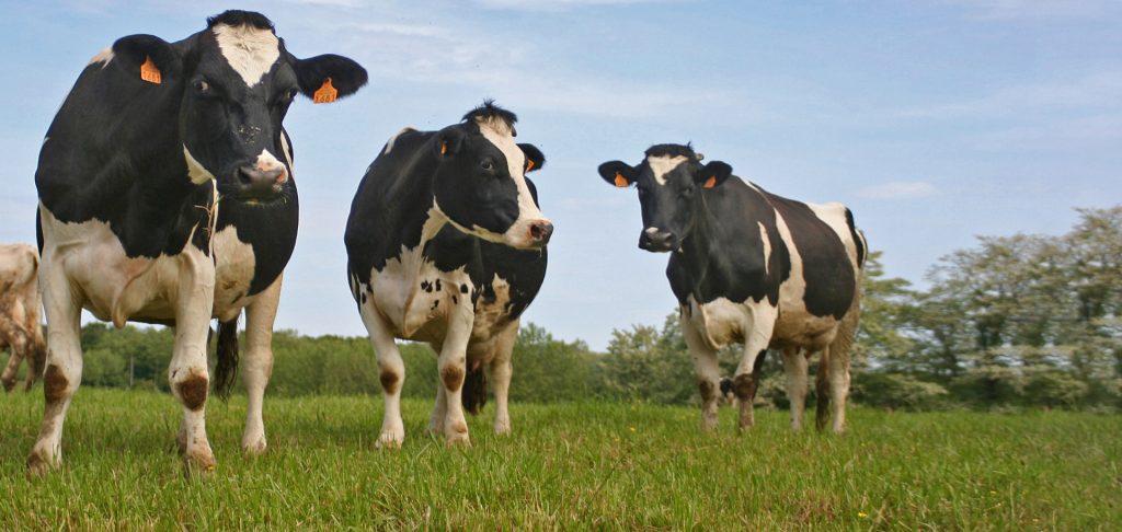 Cows 8 fin_Web | Good Nature Travel Blog