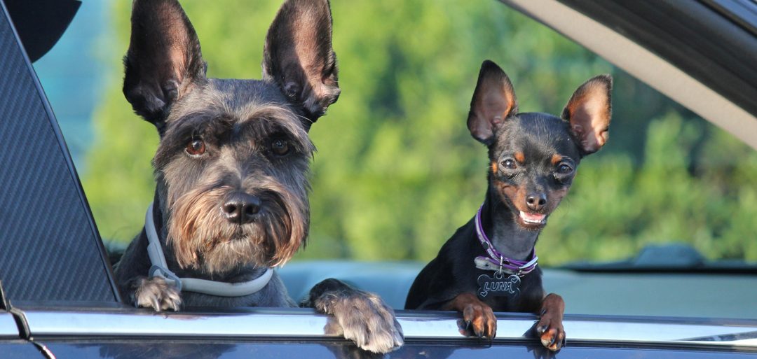 Dog_Alert 3 fin CROP_Web | Good Nature Travel Blog