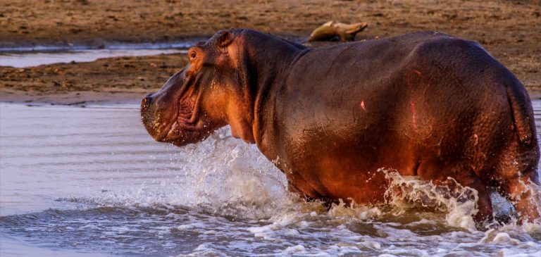 Hippo 71 CROP_Web | Good Nature Travel Blog