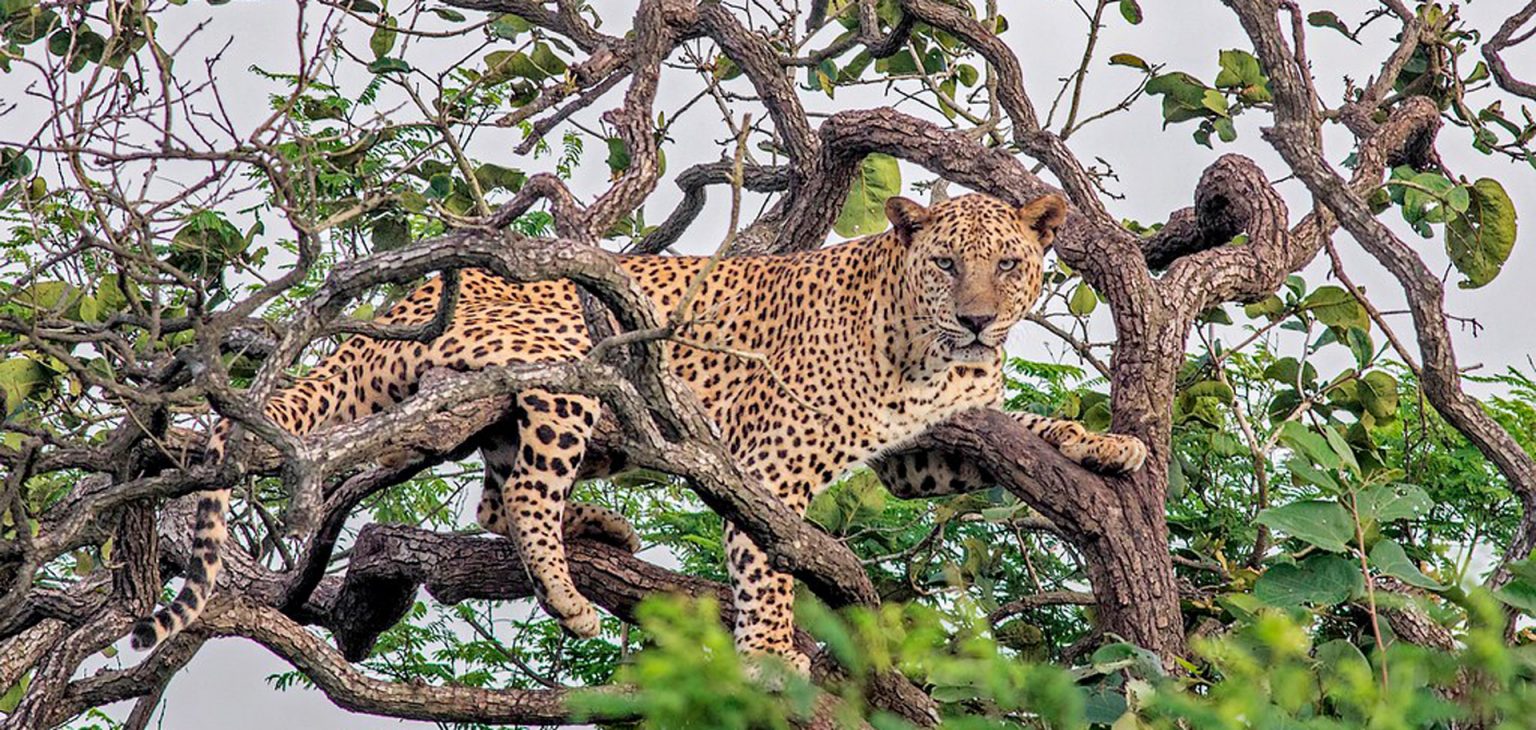 Leopard_Gir-NP_Gujarat_vaidyarupal_flickr-CROP_Web | Good Nature Travel ...
