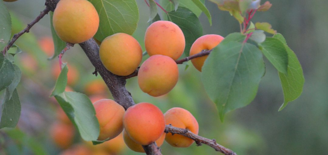 Regenerative-Farming_Apricot-Tree-CROP_Web | Good Nature Travel Blog