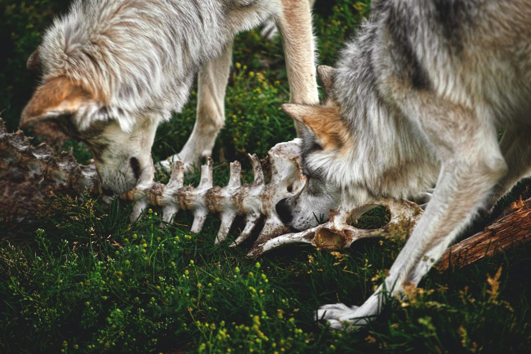 Two,Grey,Wolf,Siblings,Chewing,/,Feeding,On,Bones,Near | Good Nature ...
