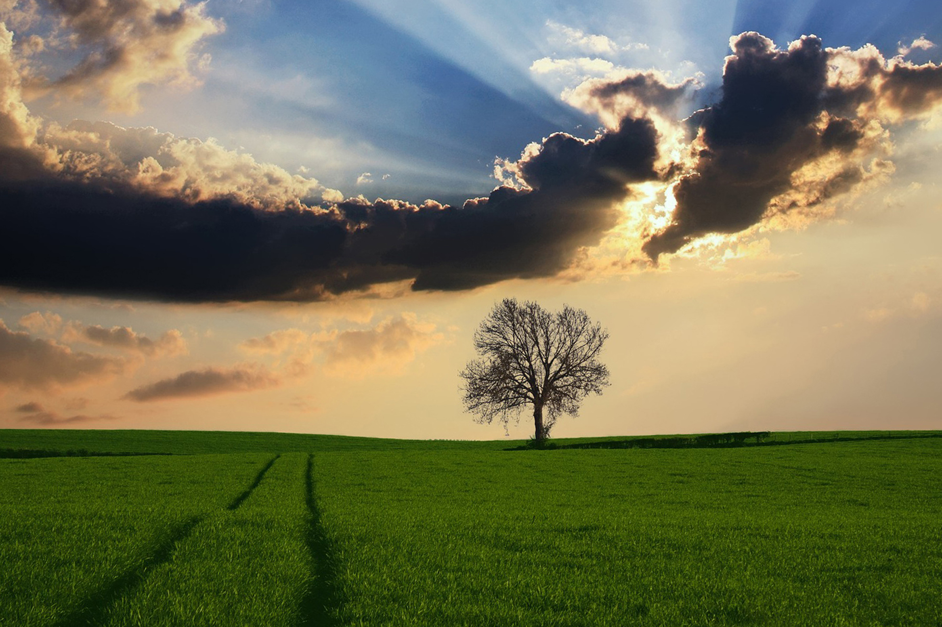 Trees: Our Best Defense Against Climate Change