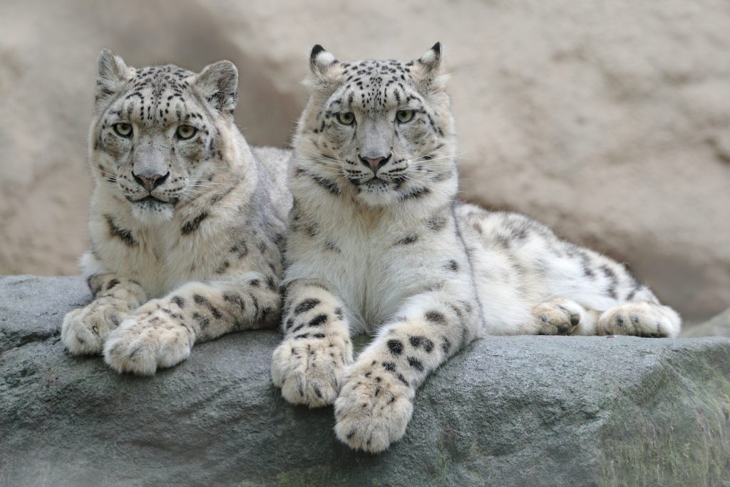 Pair,Of,Snow,Leopards,With,Clear,Rocky,Background,,Hemis,National ...