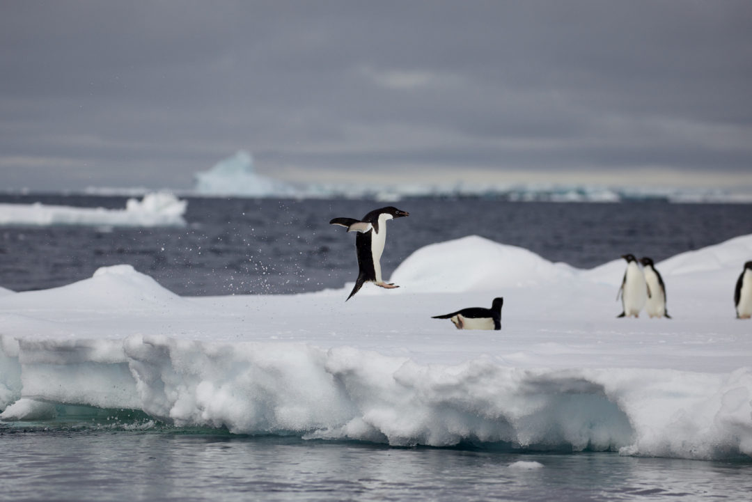 Jumping Penguin | Good Nature Travel Blog