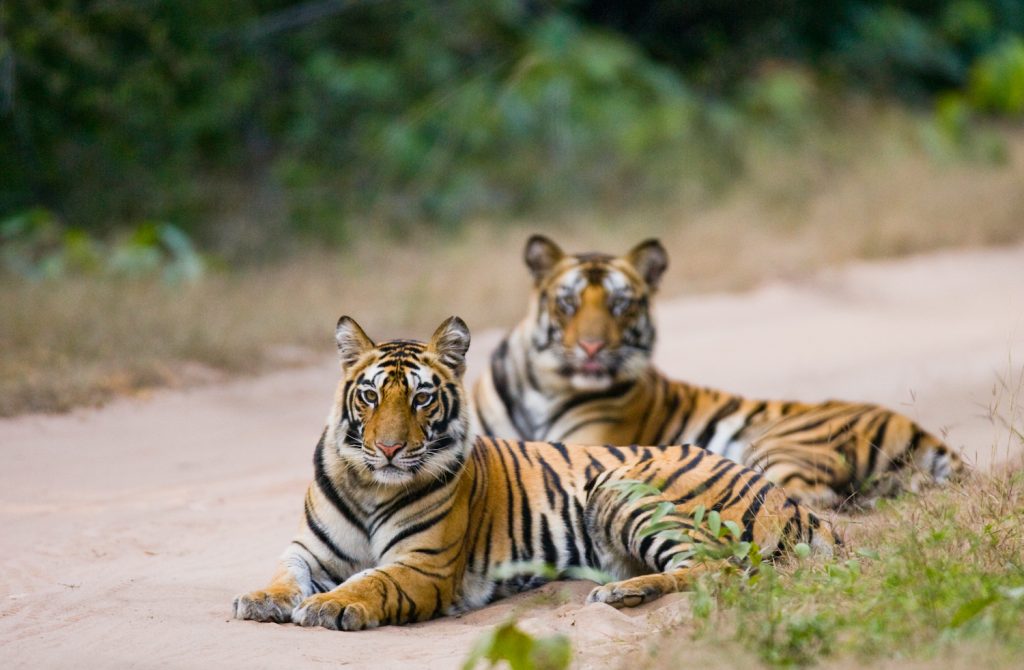 Two,Bengal,Tiger,Lying,On,The,Road,In,The,Jungle. | Good Nature Travel Blog