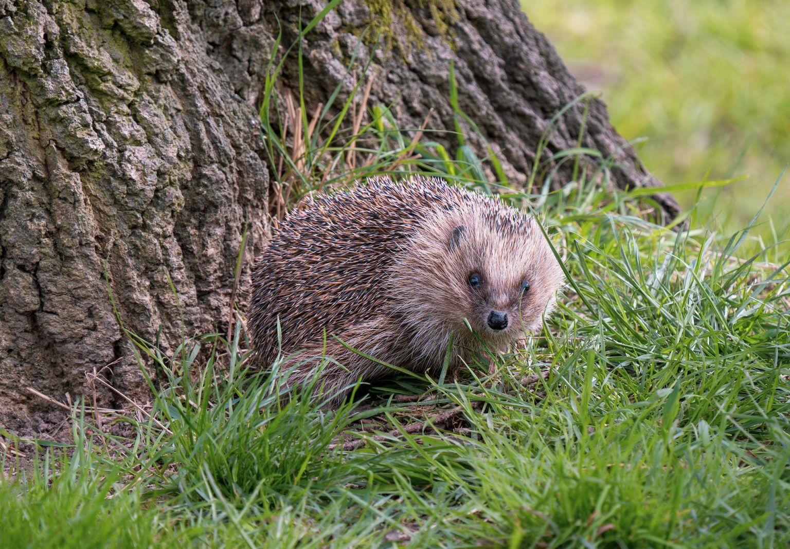 hedgehog | Good Nature Travel Blog
