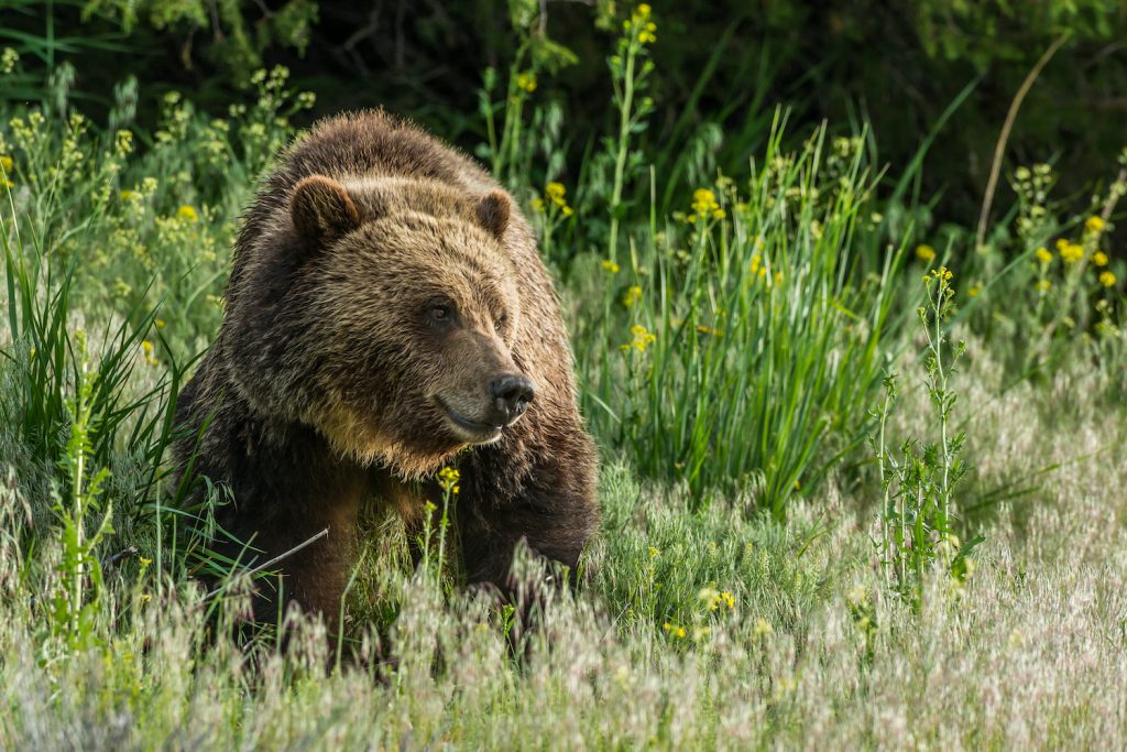 Grizzly,Bear,In,The,Tall,Grass | Good Nature Travel Blog