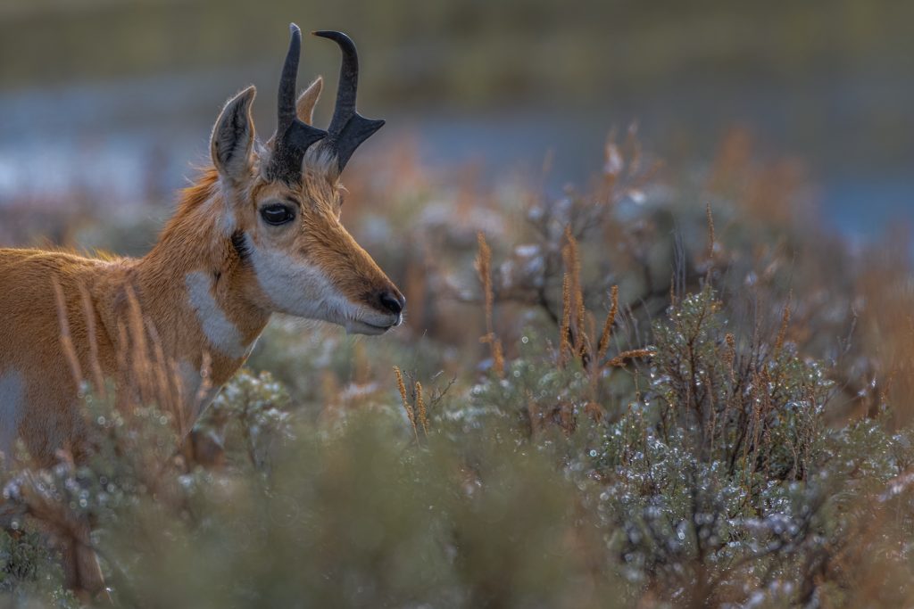 A,Pronghorn,Antelope,Walking,Through,Brush,In,Yellowstone,National,Park ...