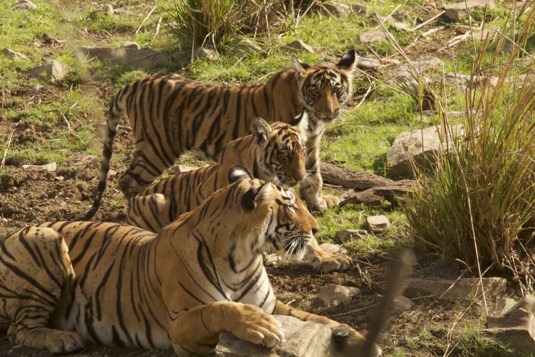 Conan_Dumenil_Tiger Quest29 copy | Good Nature Travel Blog