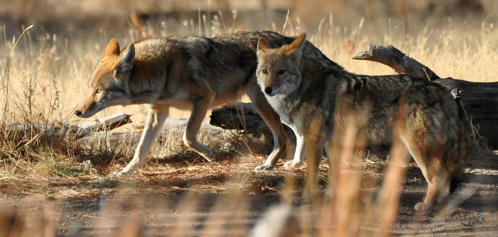 Coyote_Larry-Lamsa-3_flickr-finfin_Web | Good Nature Travel Blog
