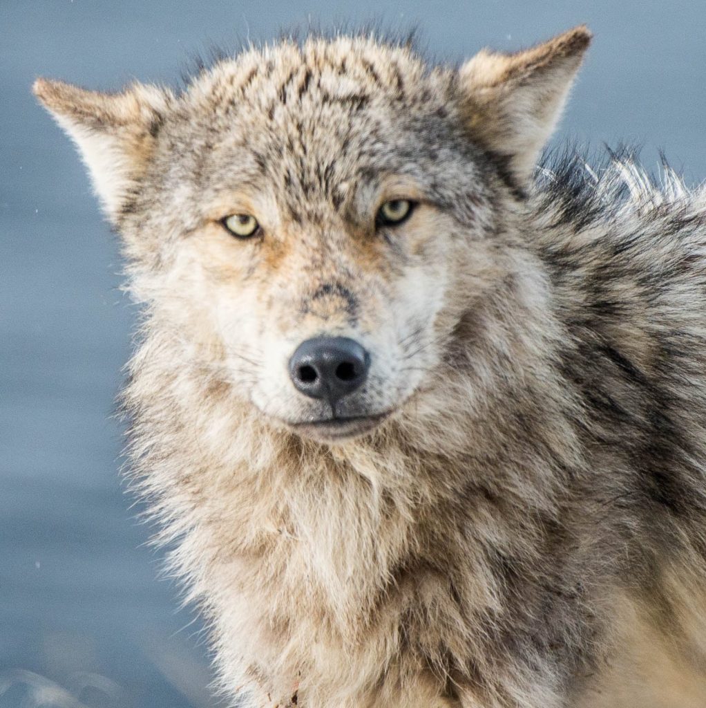 gray wolf yellowstone | Good Nature Travel Blog