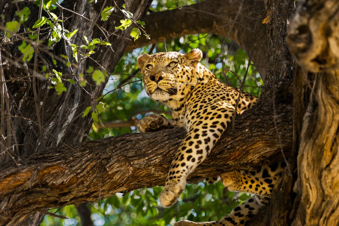 Leopard,In,Tree.,Okavango,Delta,,Moremi,Game,Reserve,,Botswana | Good ...