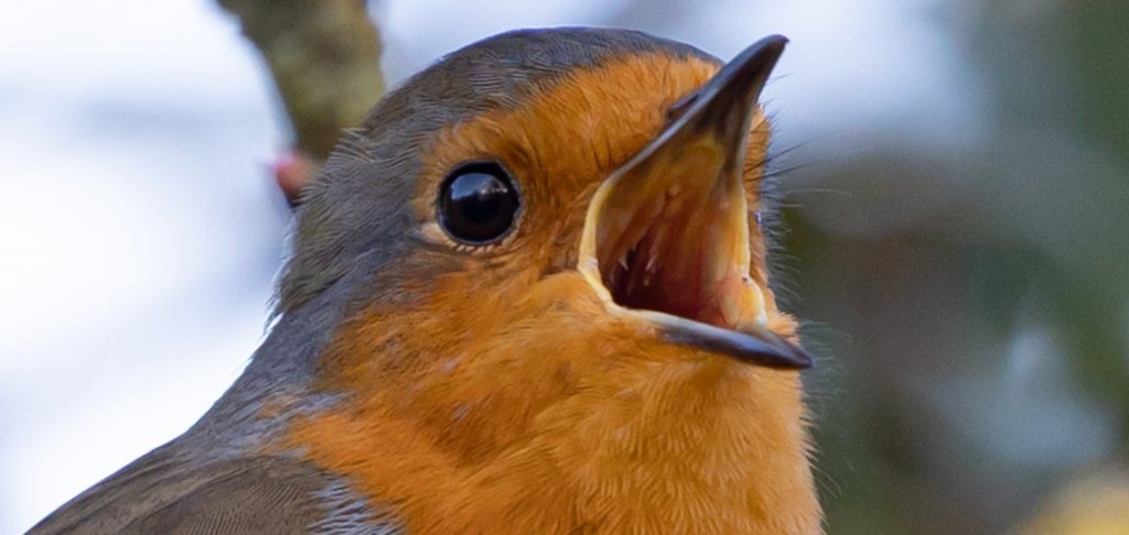 Birds Singing 29_Robin fin CROP_Web | Good Nature Travel Blog