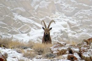 Ibex2 | Good Nature Travel Blog