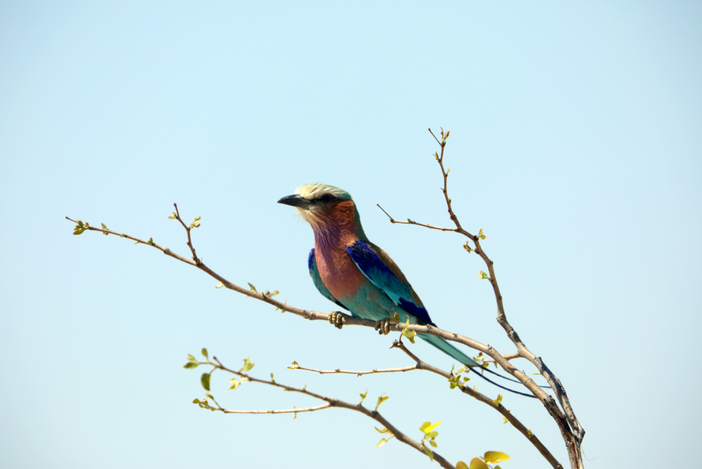 Jesse Marcus Bird | Good Nature Travel Blog