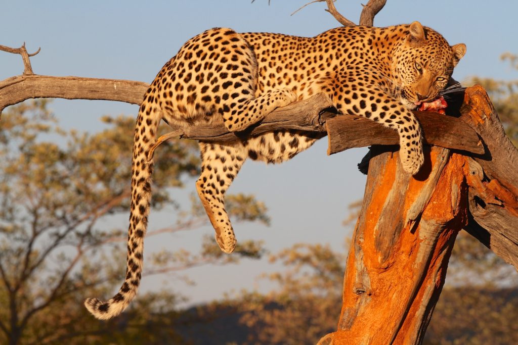 A,Leopard,In,A,Tree,Eating,Meat | Good Nature Travel Blog