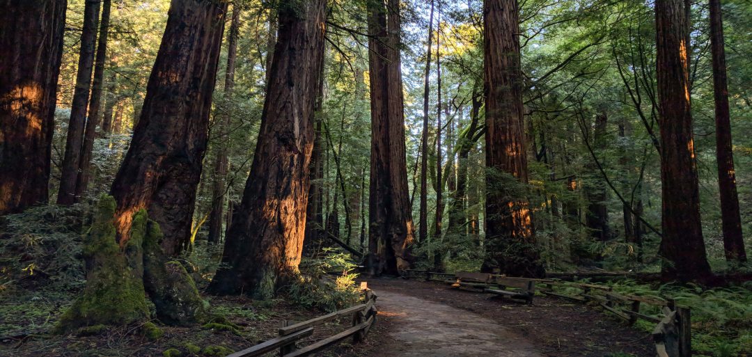 Muir Woods 1_Matthew Dillon_flickr fin_Web | Good Nature Travel Blog