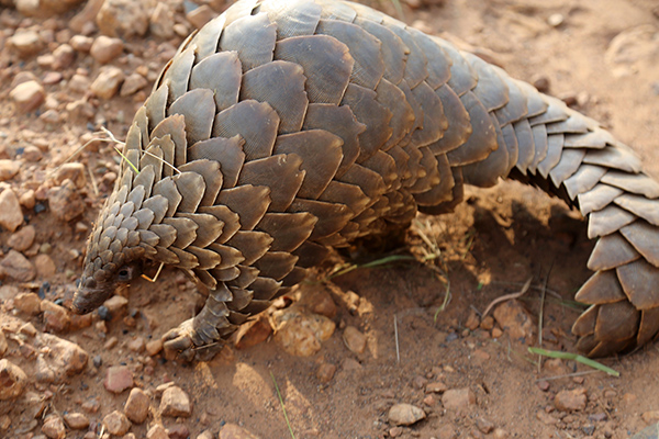 Pangolin_flowcomm_flickr fin_Web | Good Nature Travel Blog