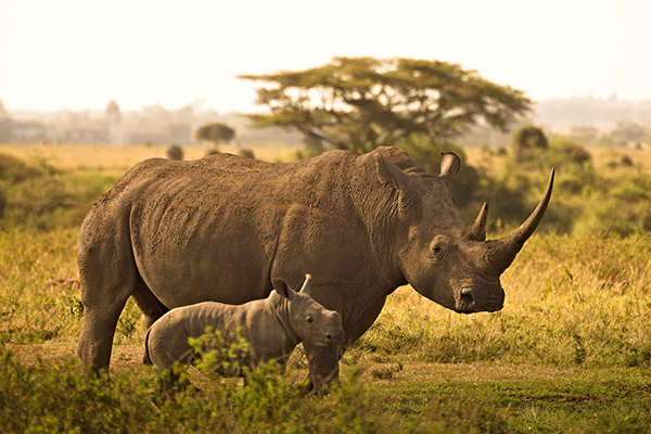 Rhino_Kenya 1 fin_Web | Good Nature Travel Blog