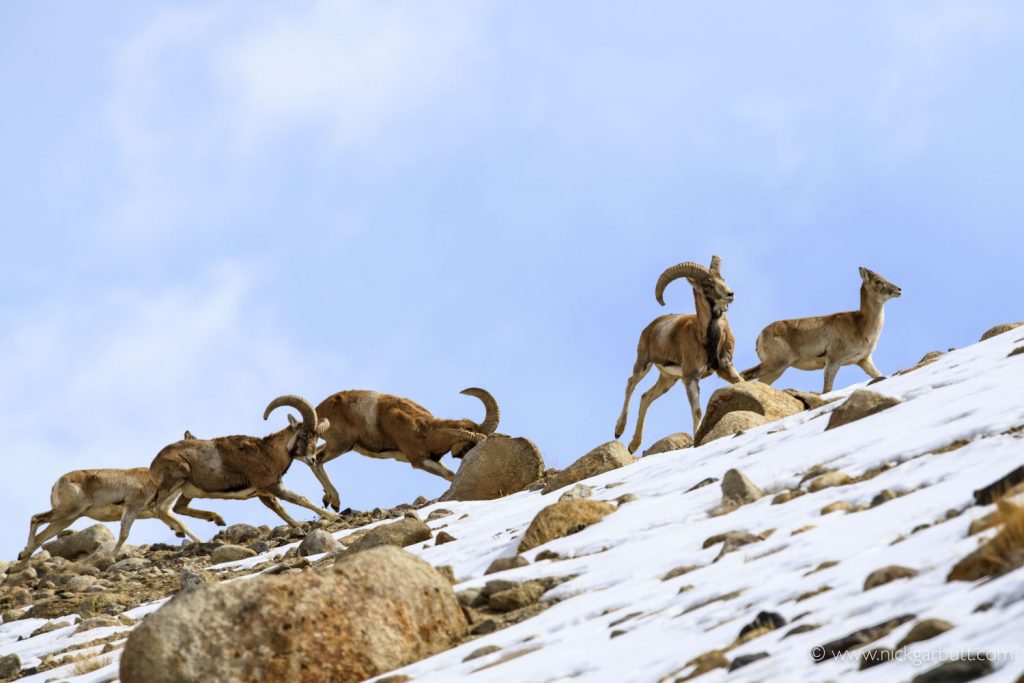 Urial | Good Nature Travel Blog