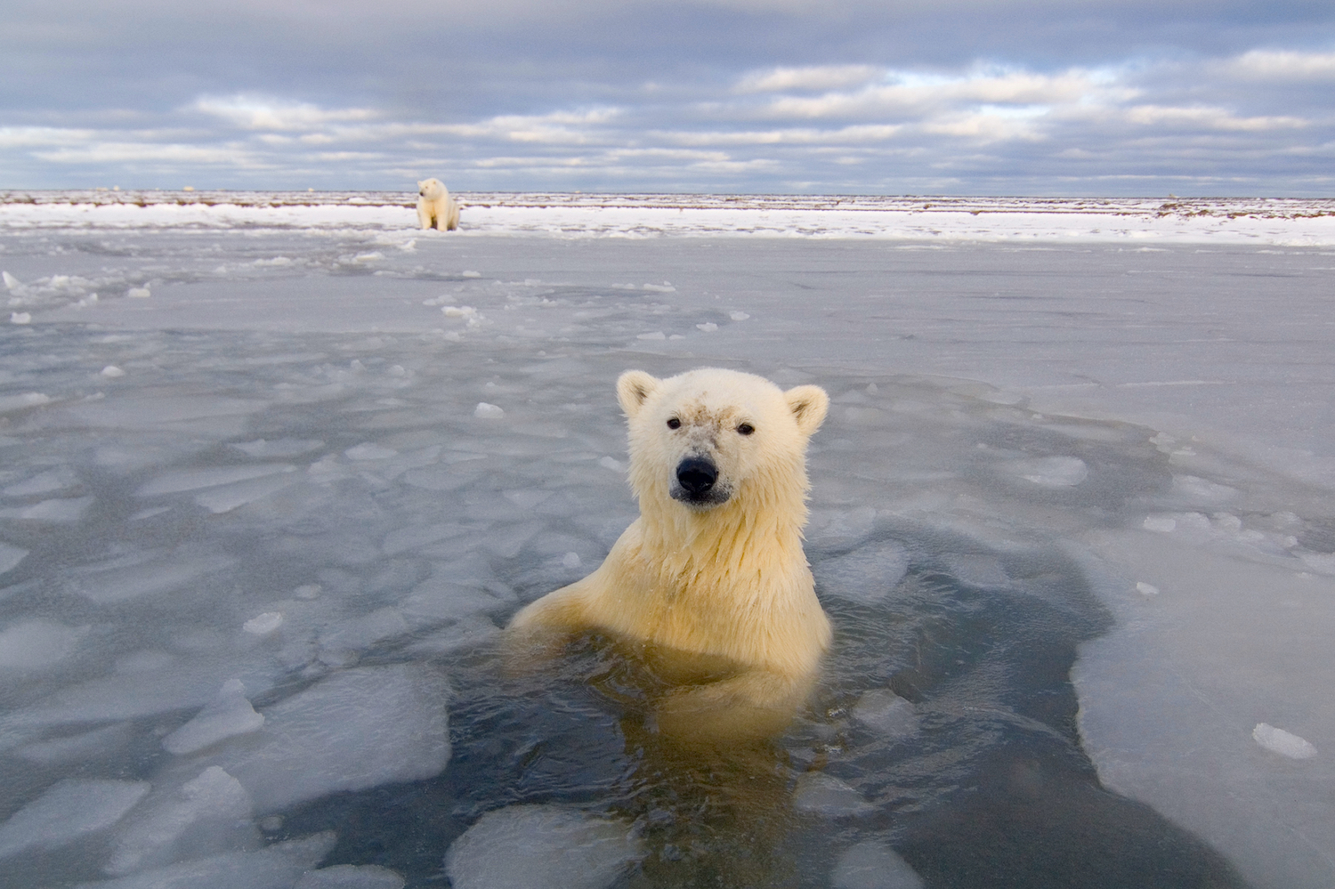 Northern,Ellesmere,Island/canada-01/21/2019.,Photo,Of,Polar,Bear,In ...