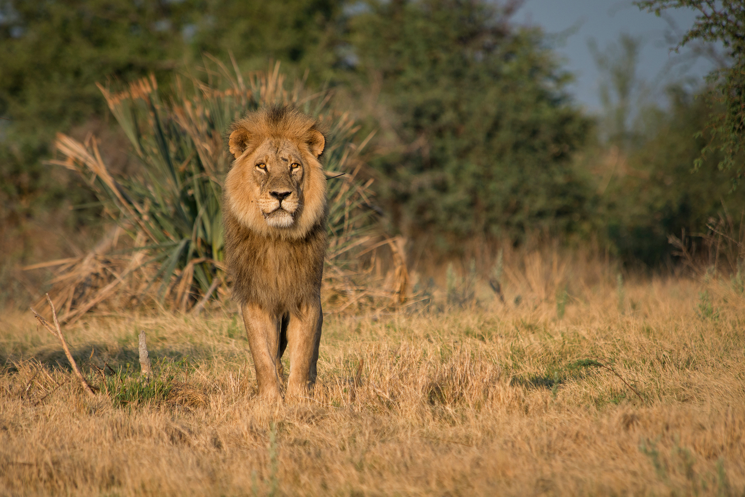 Male,Lion,Looking,Out,At,Viewer,Standing | Good Nature Travel Blog