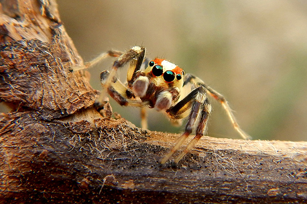 Spider 10 fin_Web | Good Nature Travel Blog