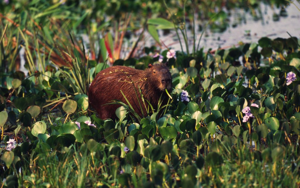 Capybara (Hydrochaeris hydrochaeris); Pantanal, Mato Grosso, Brazil ...