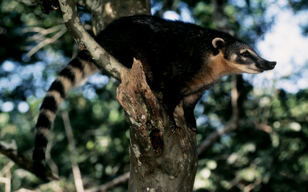 South American coati (Nasua nasua); Paran√°, Brazil | Good Nature ...