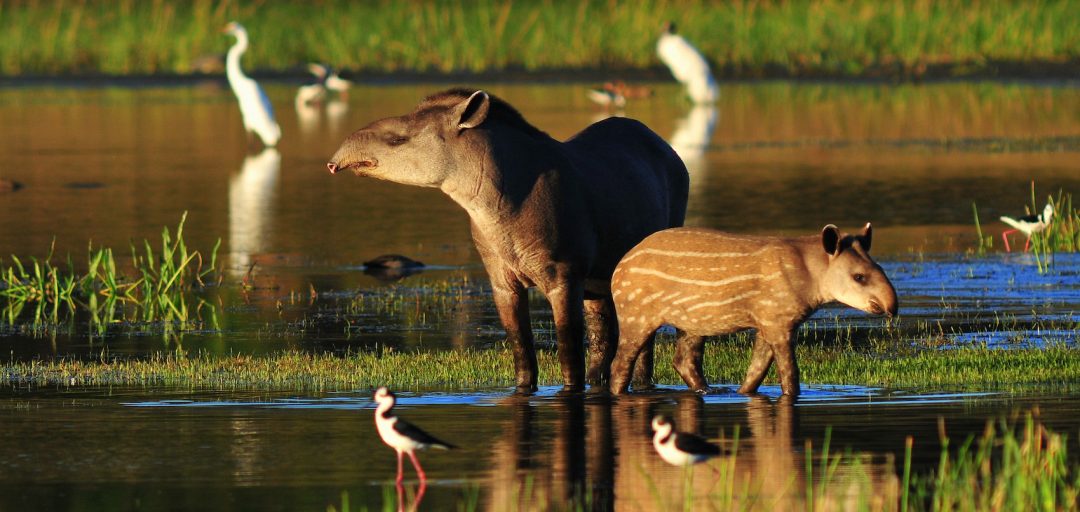 Tapir,Mother,With,Baby | Good Nature Travel Blog