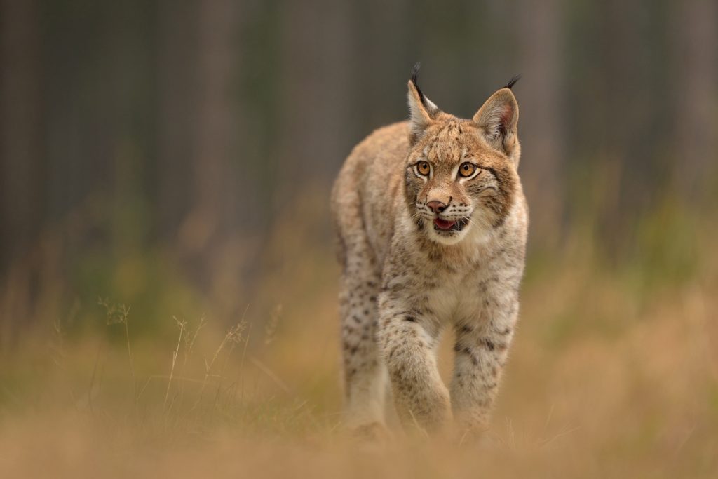 Eurasian,Lynx,(,Lynx,Lynx),In,The,Natural,Environment,. | Good Nature ...