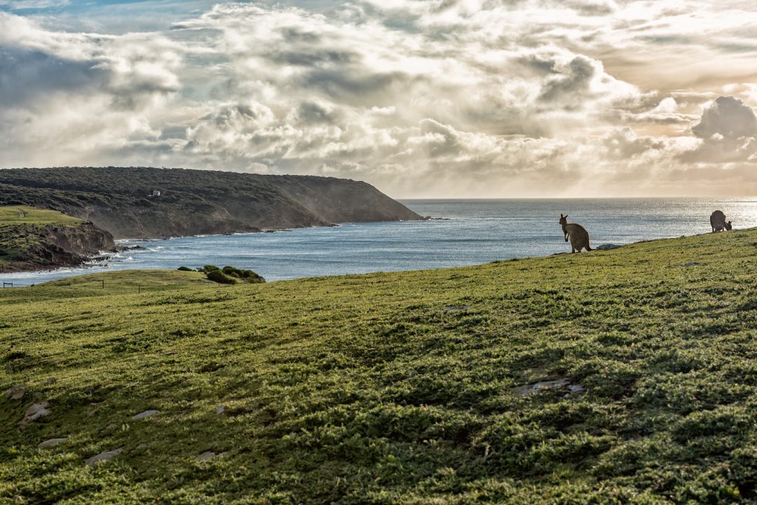 Kangaroos,While,Looking,At,You,At,Sunset,In,Kangaroo,Island | Good ...