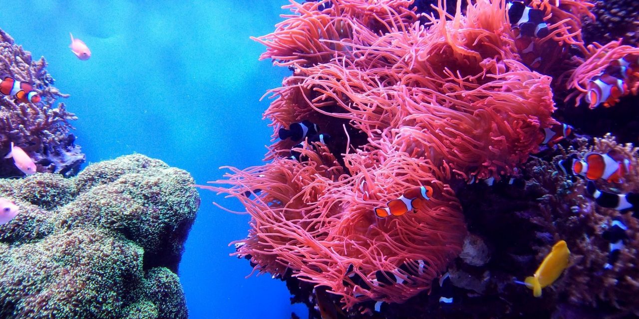 9 Ways To Help Protect Coral Reefs Ocean Conservation