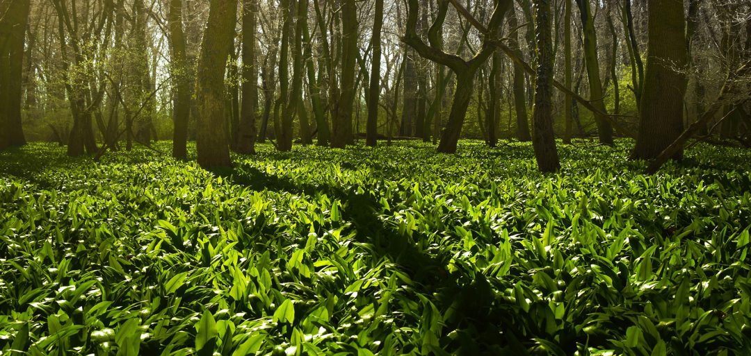 Greenery 2 fin_Web | Good Nature Travel Blog