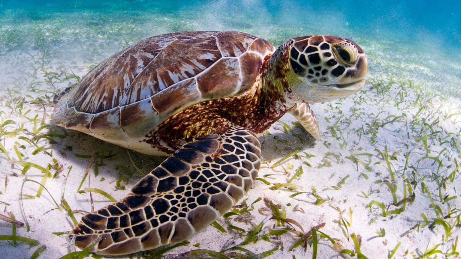 Sea turtle | Good Nature Travel Blog