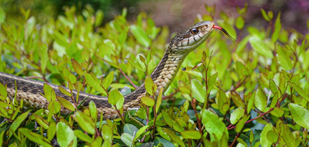 Snake 10 fin_Web | Good Nature Travel Blog