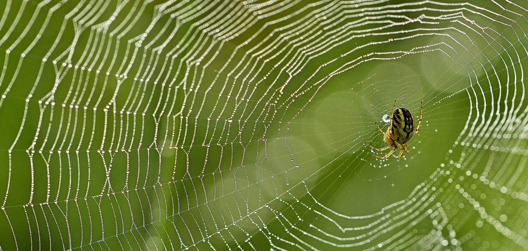 Spider 3 fin_Web | Good Nature Travel Blog