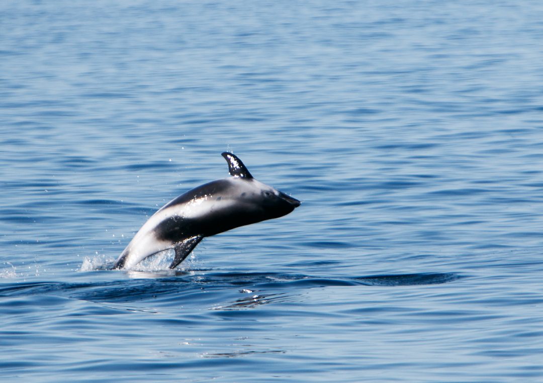 White,Beaked,Dolphin,Jumping,Out,Of,The,Water. | Good Nature Travel Blog
