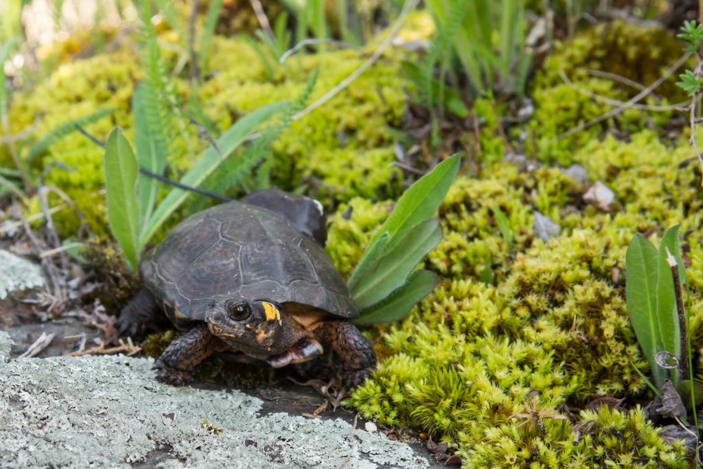 Bog,Turtle | Good Nature Travel Blog