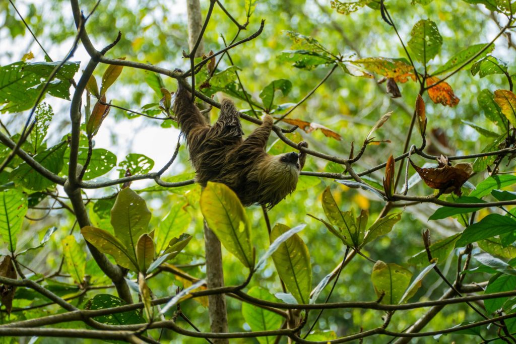 sloth Costa Rica | Good Nature Travel Blog