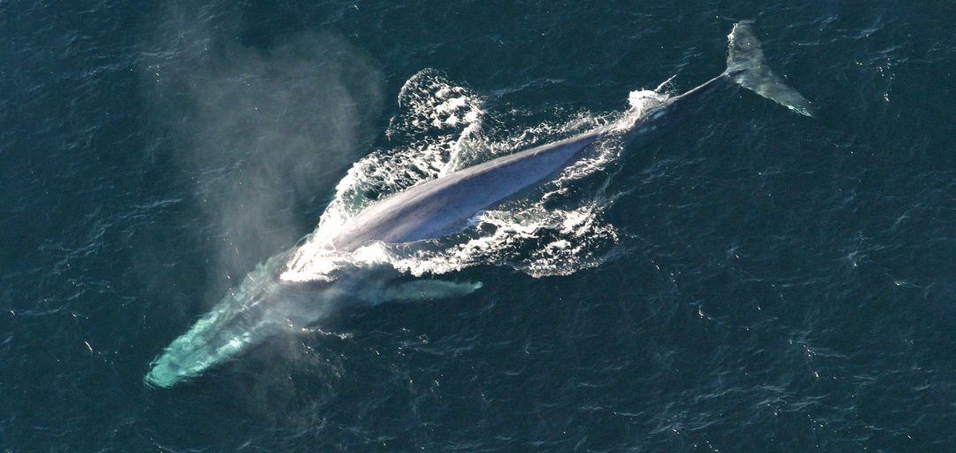 Blue Whale_NOAA Photo Library_flickr fin_Web | Good Nature Travel Blog