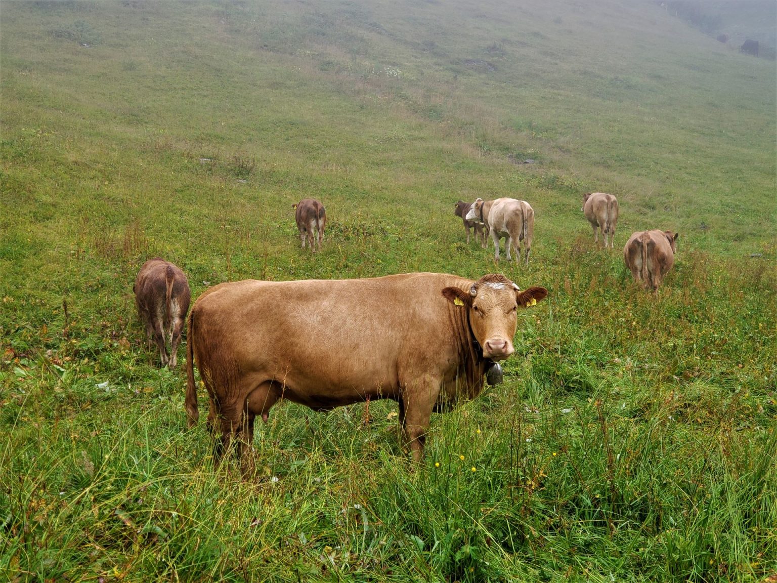 Cows of Murren 1920 | Good Nature Travel Blog