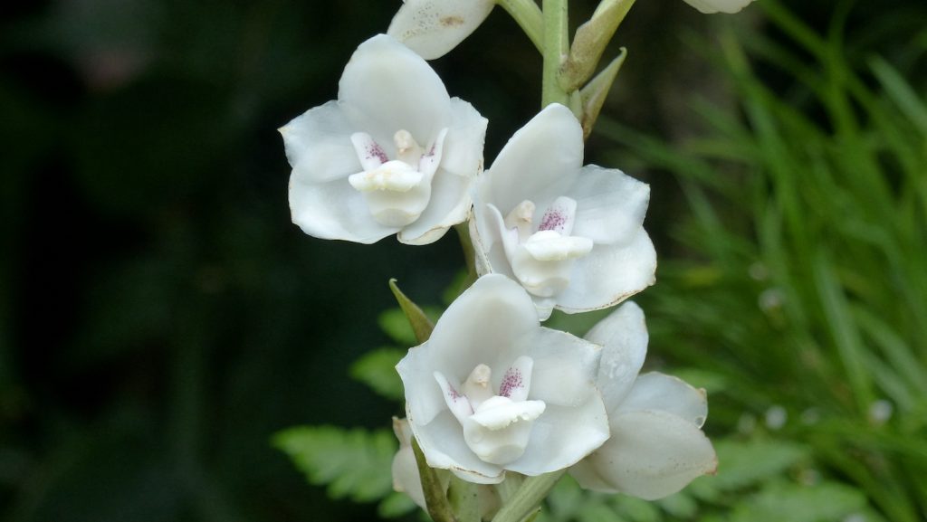 Peristeria,Elata,,Is,A,Genus,Of,Plants,Belonging,To,The | Good Nature ...