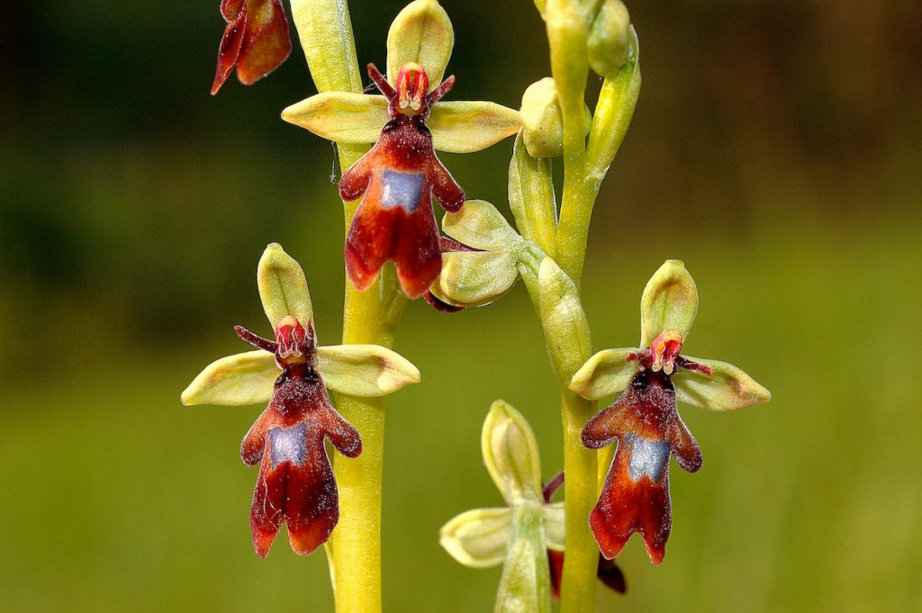 Flower,Of,Fly,Orchid | Good Nature Travel Blog