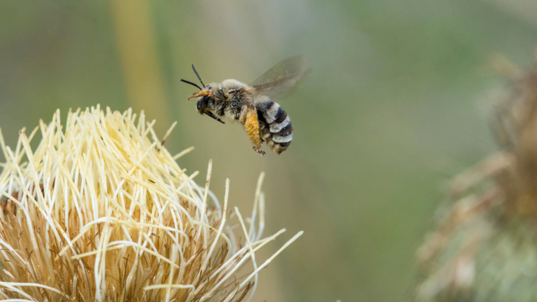 Flying bee | Good Nature Travel Blog