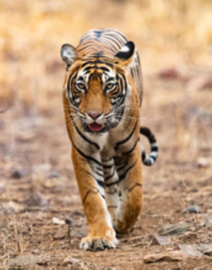Indian Tiger | Good Nature Travel Blog